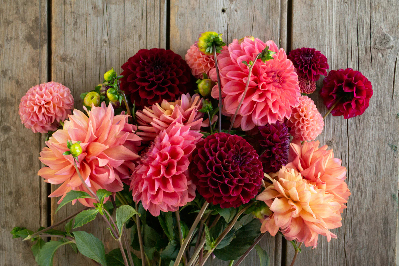 The Ultimate Guide to Dahlia Care for Cut Flowers in Dubai – Goshen Flower