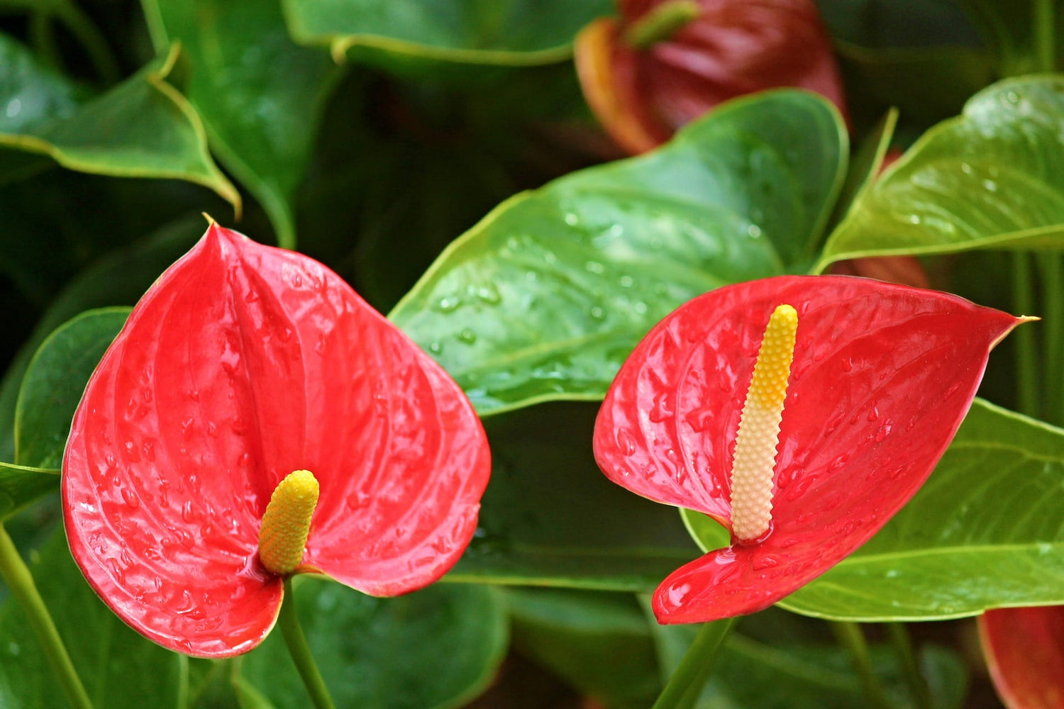 Anthurium Flowers in Dubai 2025: The Ultimate Guide to Exotic Elegance ...