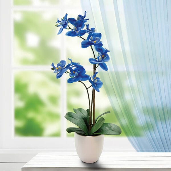 Orchid Flowers Dubai — Elegant Orchids Delivered Today | Goshen Flower